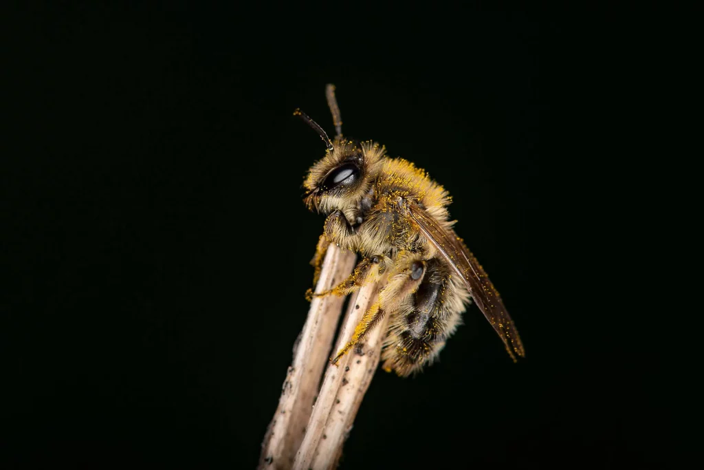 Salviamo le api e gli impollinatori | Sostieni WWF